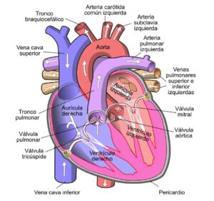 Aparato cardiovascular (estructura y funciones básicas) - Premedicina ...